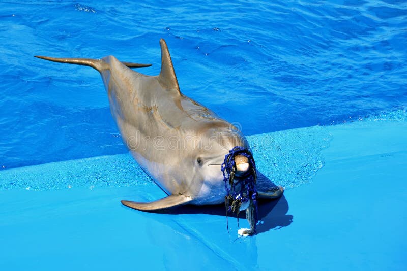 Dolfijn stock foto. Image of dolfijn, hoofd, nave, uitziend - 111117946