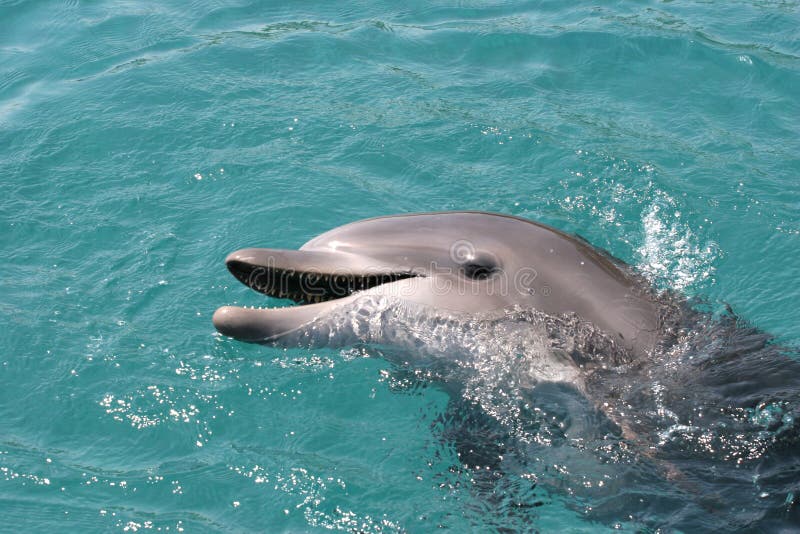 Dolfijn stock afbeelding. Image of slim, overzees, wijs - 1180101