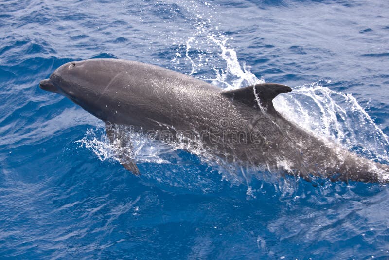 Dolfijnen. stock afbeelding. Image of duik, vakantie - 26449363