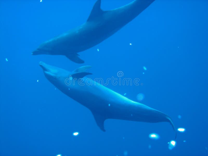 Dolfijn stock foto. Afbeelding bestaande uit zoogdier - 12843780