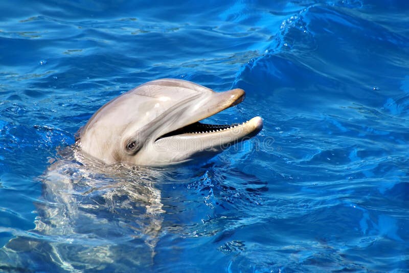 Dolfijn stock afbeelding. Image of rimpelingen, flippers - 132870499