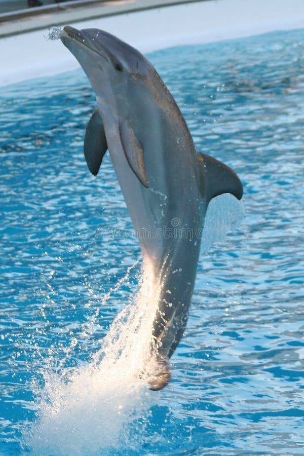 Dolfijn stock foto. Image of wild, paar, overzees, sprong - 1456112