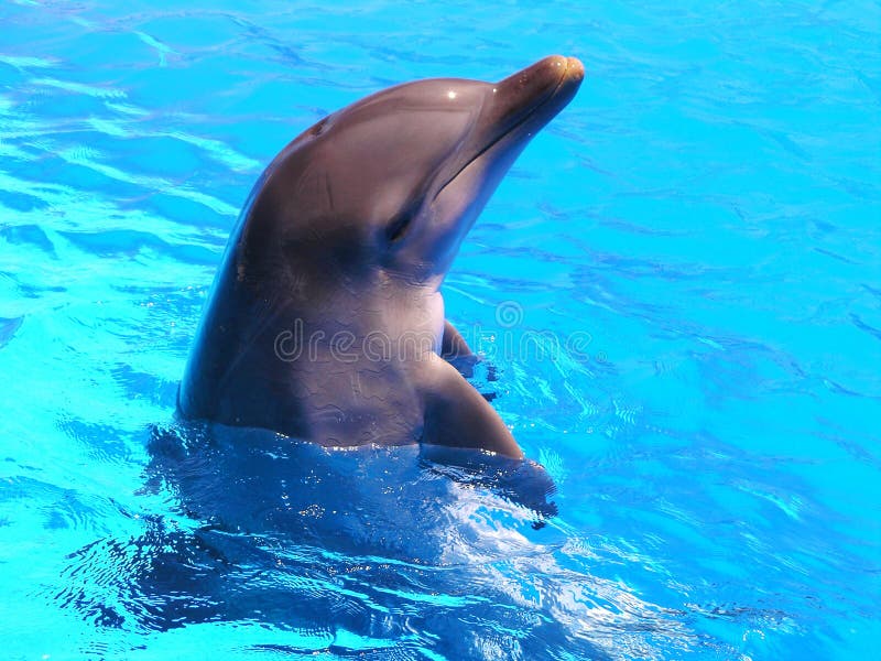 Dolfijn stock foto. Image of atlantisch, oceaan, vreedzaam - 19491830