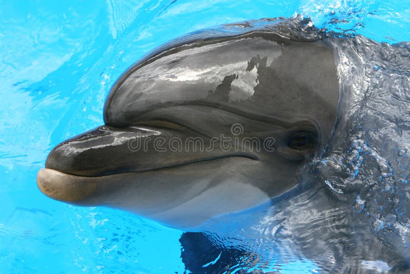 Dolfijn stock foto. Image of spel, samenvatting, oceaan - 20096478