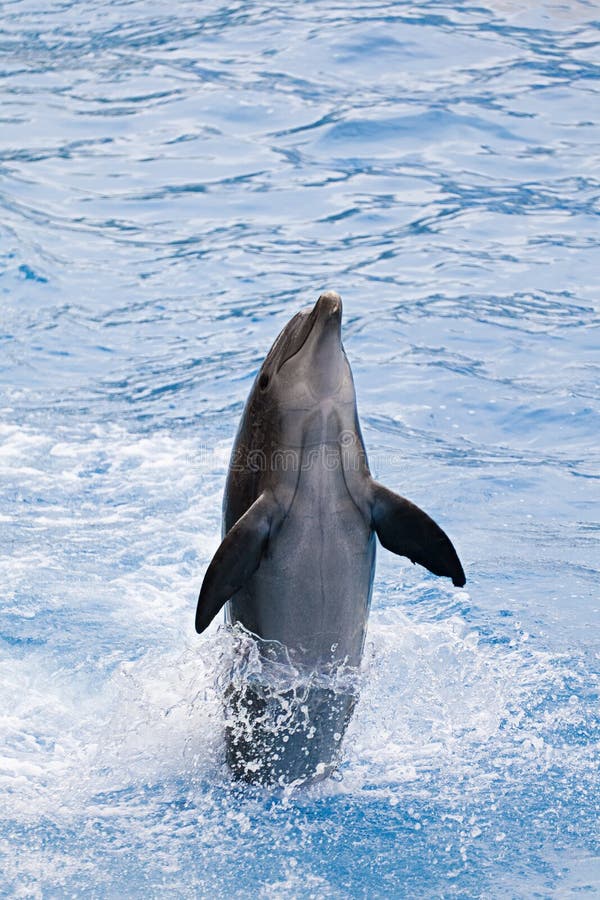 Dolfijn redactionele stock foto. Image of slim, vlug - 22444573