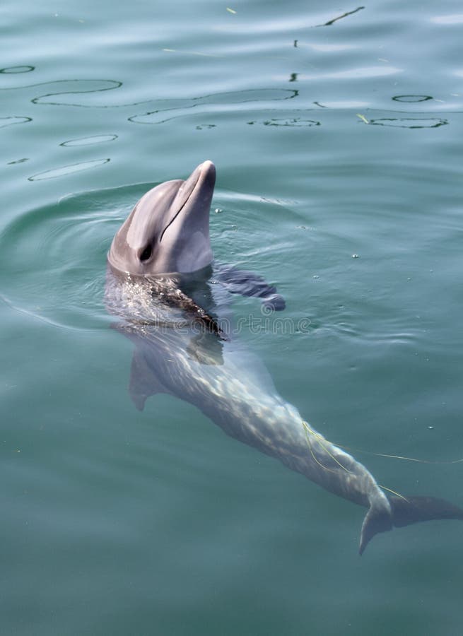 Dode Dolfijn stock afbeelding. Image of putten, visserij - 14573255