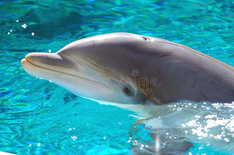 Dolfijn 4 van Bottlenose stock foto. Image of jongen, atlantisch - 92012