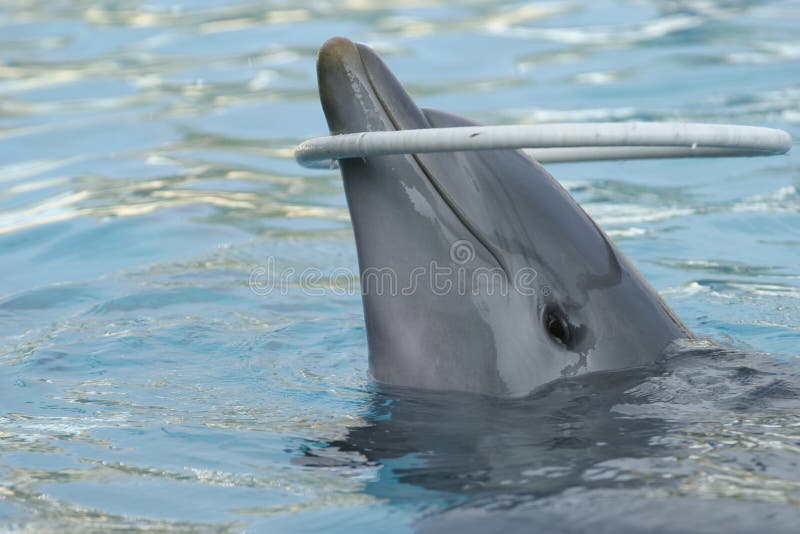 Dolfijn stock foto. Image of ring, intelligent, bruinvis - 777058