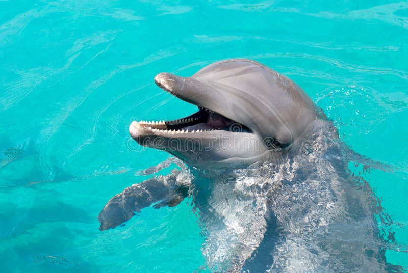 Dolfijn stock afbeelding. Image of walvis, mond, zwemmen - 7608709