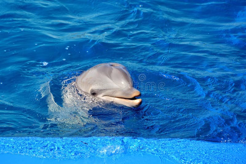 Dolfijn Stockfoto's - Download 23,125 Royalty Free Photos