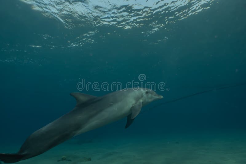 Dolfijn Die in Het Rode Overzees Zwemmen Stock Afbeelding - Image of ...