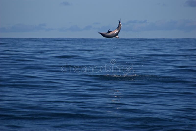 Dolfijn Die Uit Het Water Springen Stock Foto - Image of plons ...