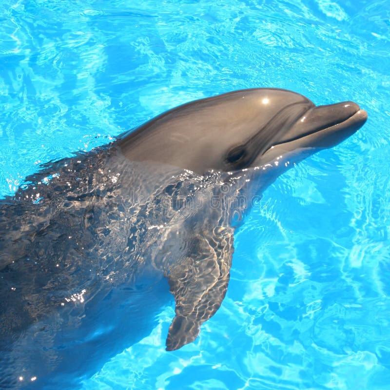 Paar van Dolfijnen stock foto. Image of pret, grappig - 14624132
