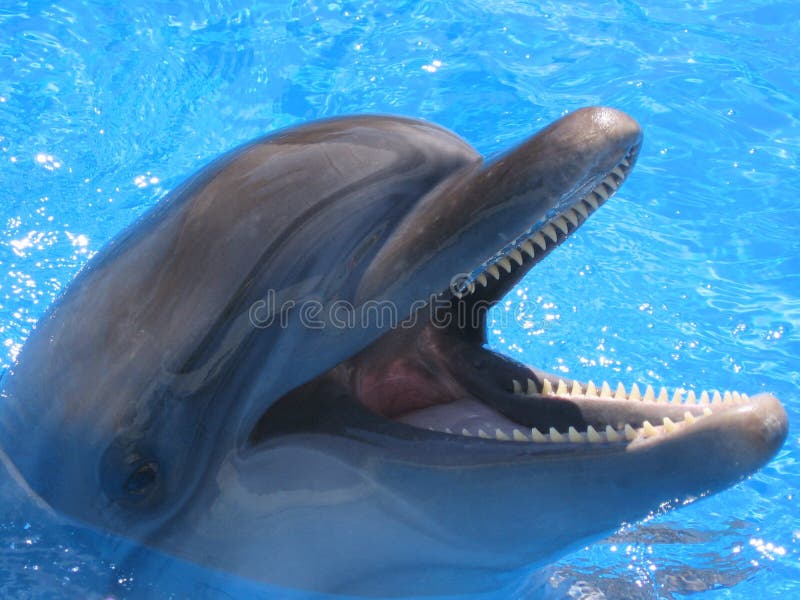 Hoofd Schot Van Dolfijn in Kristal Blauwe Wateren Bij Een Show in ...