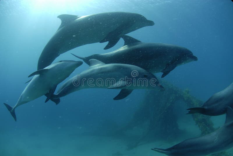 Het springen Dolfijnen stock afbeelding. Image of radar - 10412349