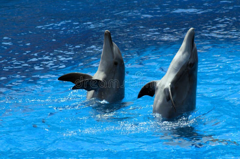 Dolfijnen stock afbeelding. Image of water, koel, tropisch - 11652547