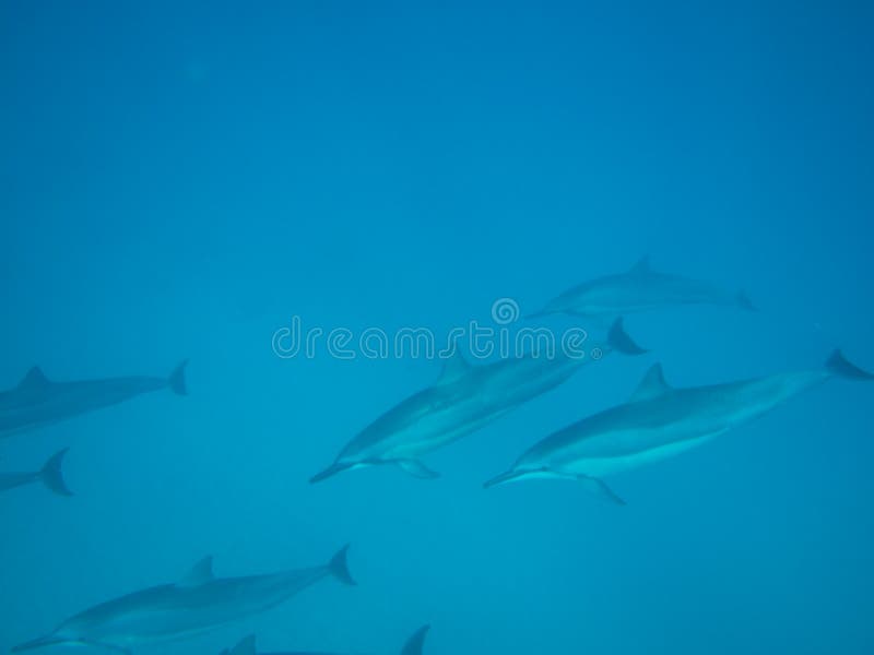 Dolfijnen stock foto. Image of baby, dolfijn, plons, spinner - 12054938