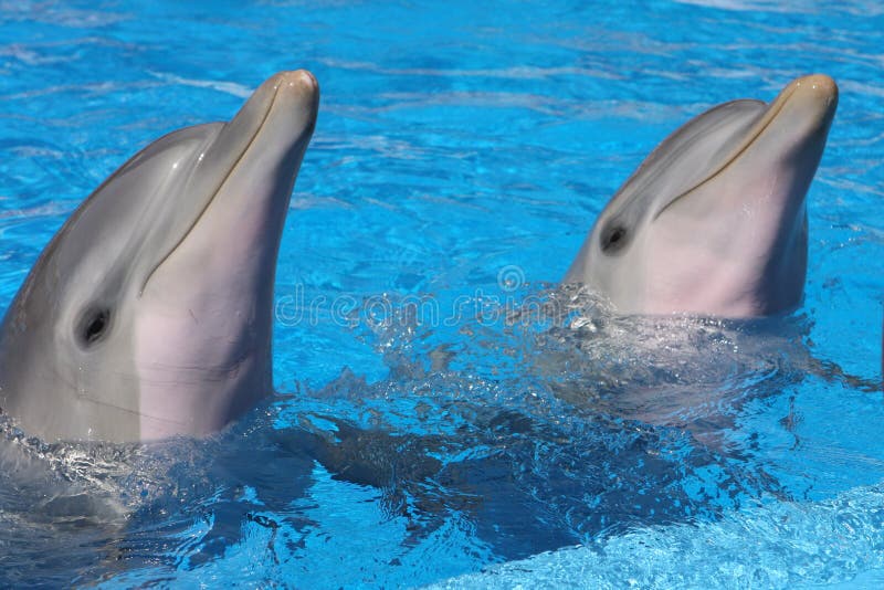 Dolfijnen stock foto. Image of zoogdier, aquatisch, portret - 15888978