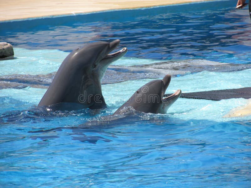 Leuke Dolfijnen Tijdens Een Toespraak Bij Dolphinarium, Batumi, Geo ...