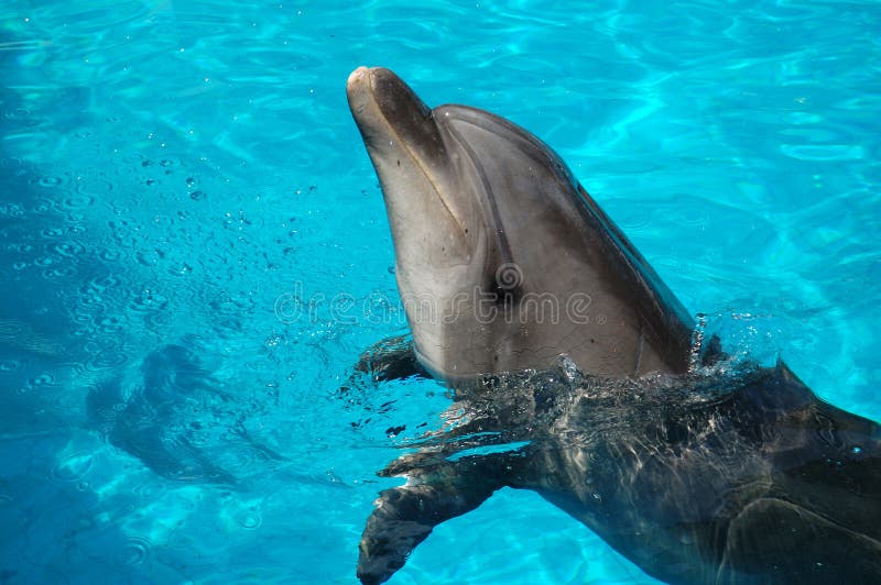 Dolfin Boris stock image. Image of smile, language, water - 5541157