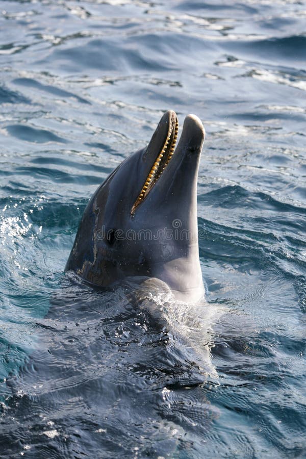 Dolfins Playing in the Ocean Stock Image - Image of mammal, play: 3645301