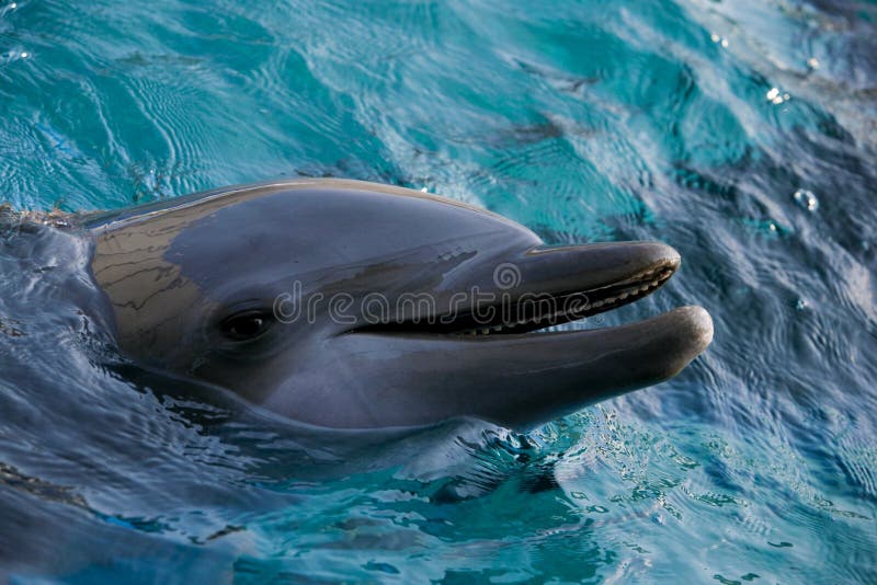Dolfins Playing in the Ocean Stock Photo - Image of dolphins, happy ...