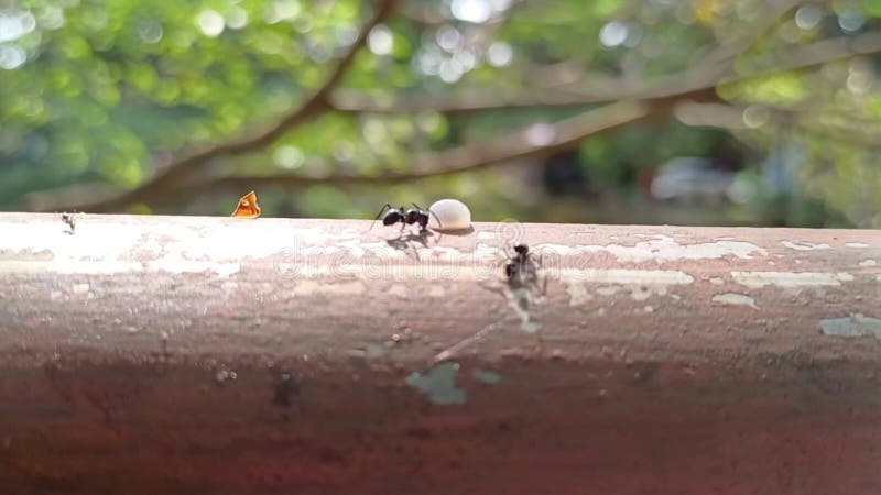 Dolichoderus Thoracicus, Black Ant Stock Video - Video of garden ...