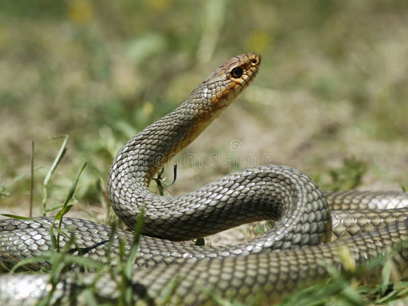 Dolichophis Caspius - Caspian Whipsnake Stock Photo - Image of black ...