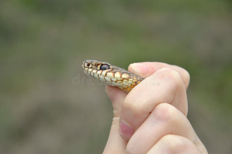 Slang met uit tong stock foto. Image of uitgestorven - 37484994