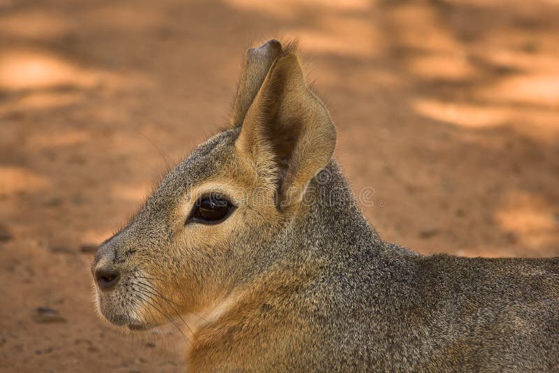 Dolichotis Patagonum Portrait Stock Photo - Image of cavy, nose: 10396966