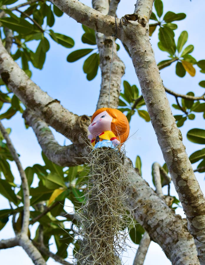 A doll hanging on a tree. stock image. Image of color - 233073335
