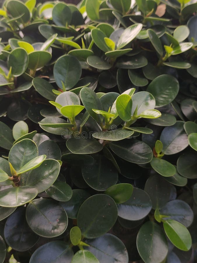 Dollar Banyan Flower Bonsai Flower Plant Stock Photo - Image of dollar ...