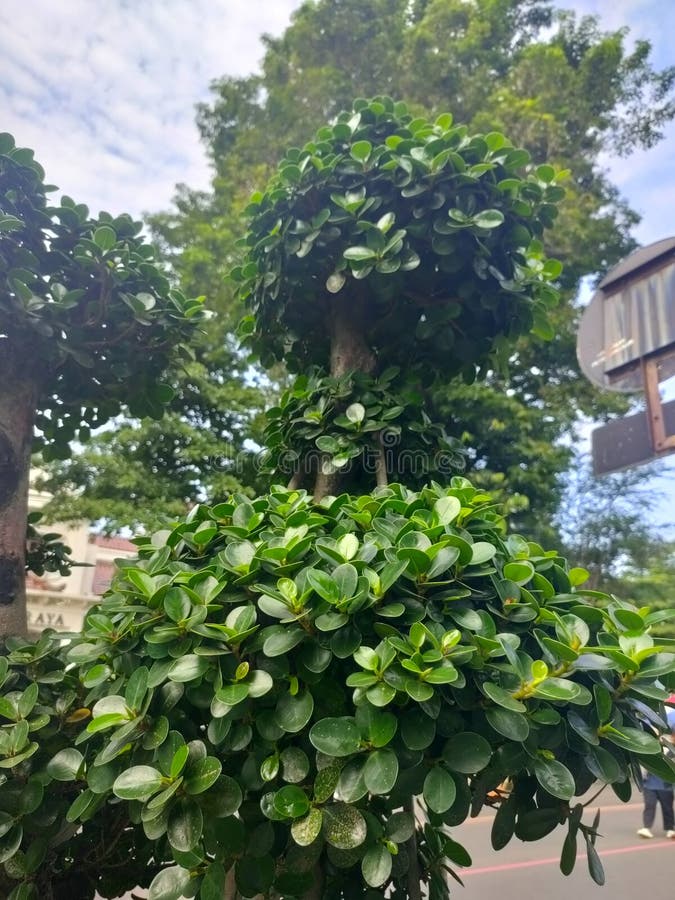 Dollar Banyan Flower Bonsai Plant Stock Photos - Free & Royalty-Free ...