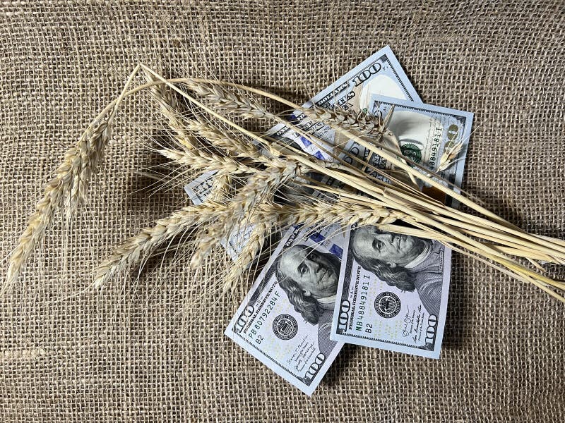 Dollar Bills and Wheat Stalks are on the Table Stock Image - Image of ...