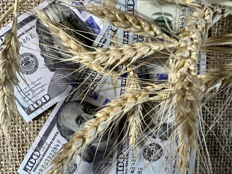 Dollar Bills and Wheat Stalks are on the Table Stock Image - Image of ...