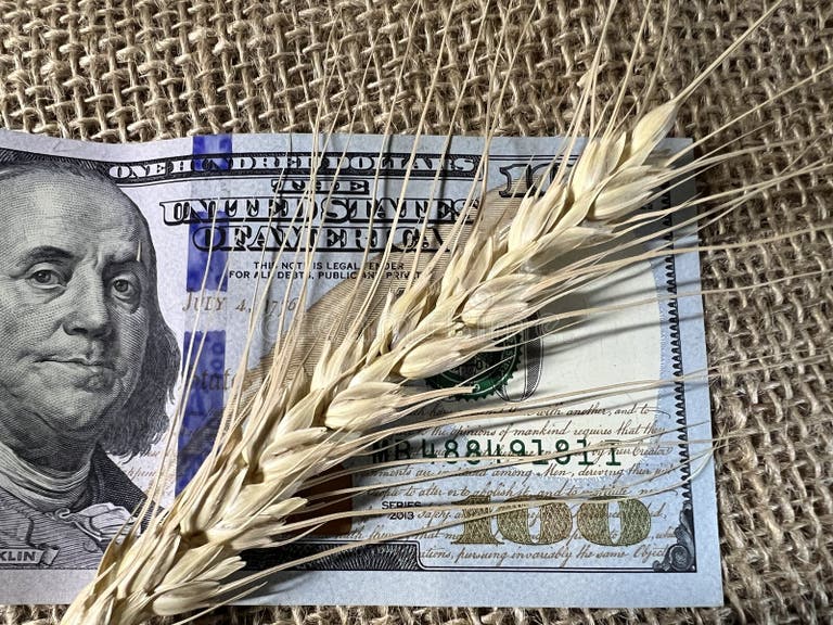 Dollar Bills and Wheat Stalks are on the Table Stock Image - Image of ...