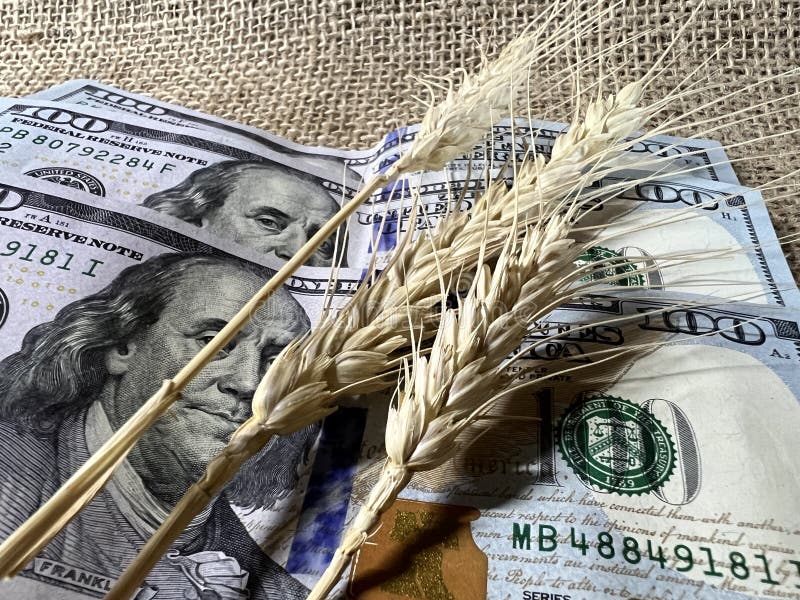 Dollar Bills and Wheat Stalks are on the Table Stock Photo - Image of ...