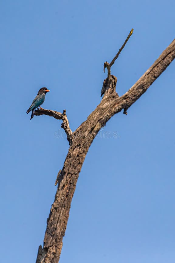 A Dollar Bird Sitting stock photo. Image of small, flying - 285624834