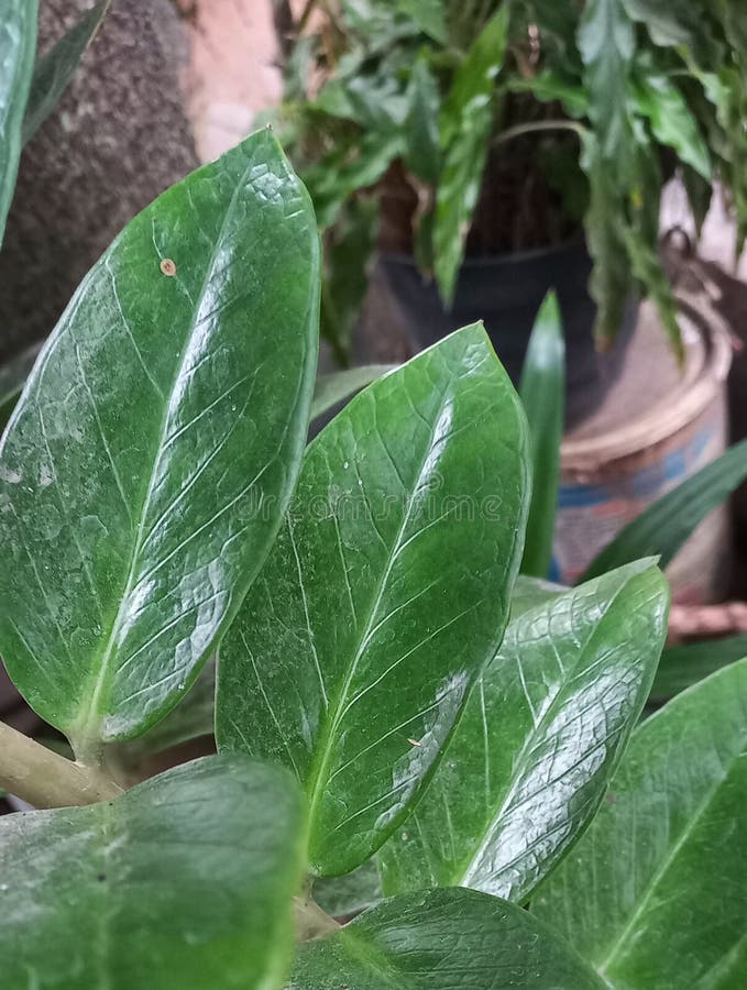 Dollar Leaf Plant Has Thick and Sturdy Leaf Texture Stock Image - Image ...