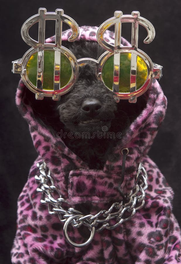 Dollar Sign Puppy stock photo. Image of black, silver - 17281532
