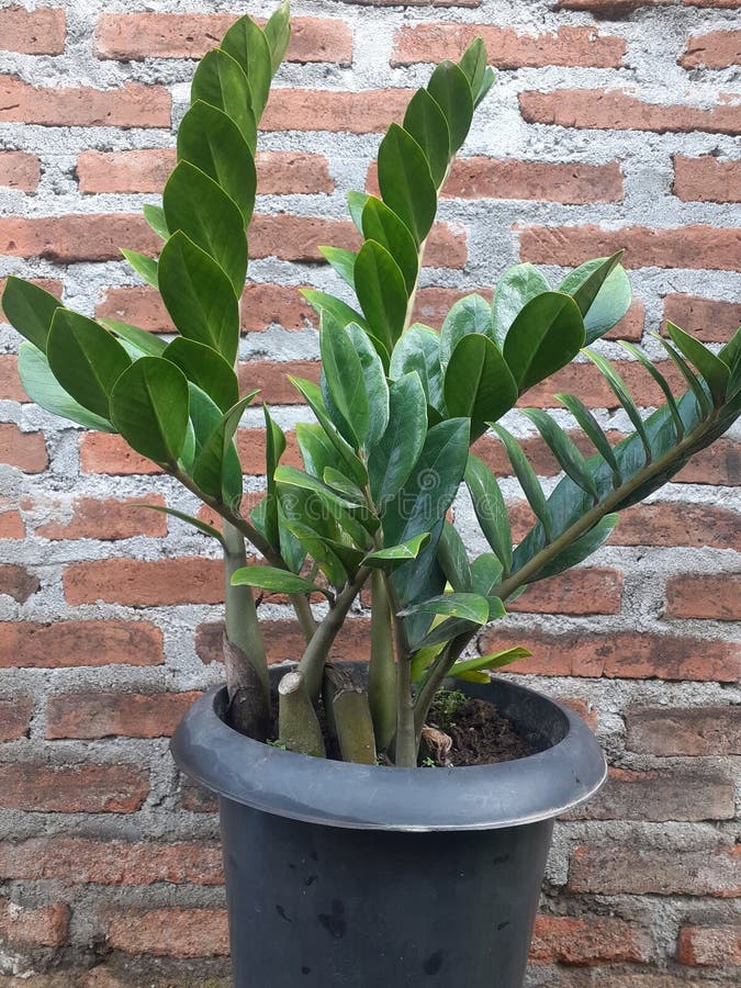 12,059 Dollar Tree Stock Photos - Free & Royalty-Free Stock Photos from ...