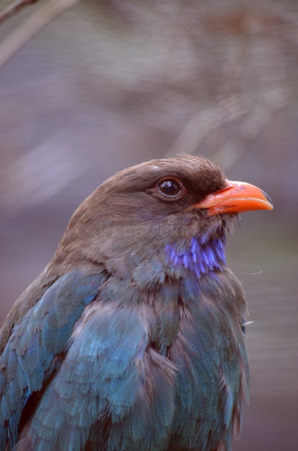 Dollarbird stock image. Image of australia, black, sitting - 22279921