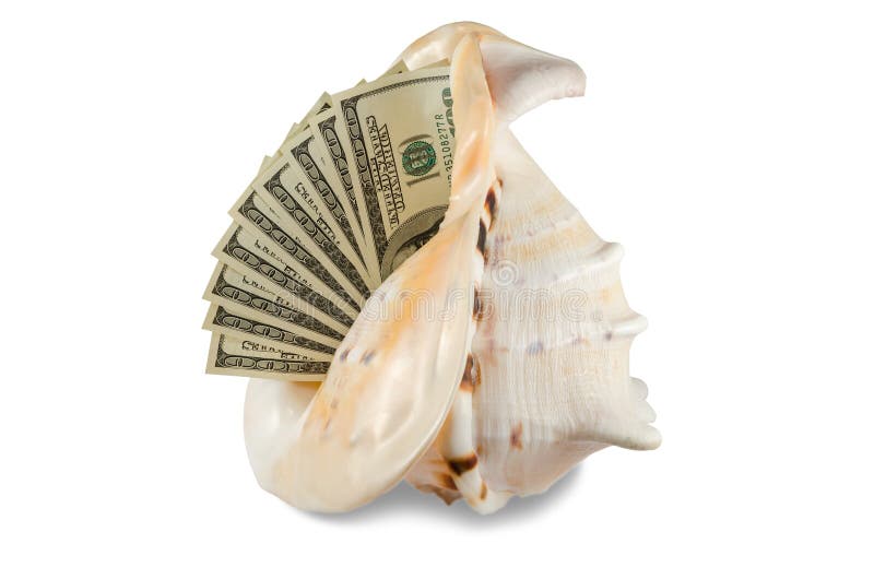 Dollars in shell stock image. Image of mollusk, currency - 31225507