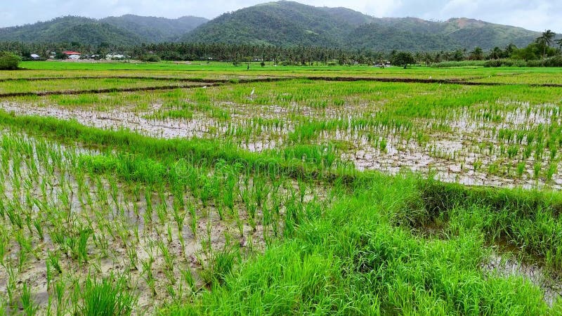 Dolly Forward Aerial Over Philippine Rice Fields Stock Video - Video of ...