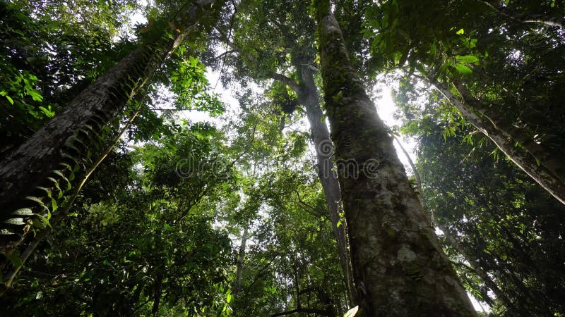 Dolly Move and View the Sun Ray Stock Footage - Video of bright, plant ...