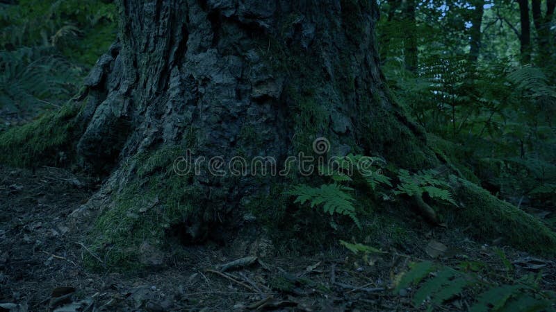 Tree Roots Hanging in the Wind, Landscape Wind Stock Video - Video of ...
