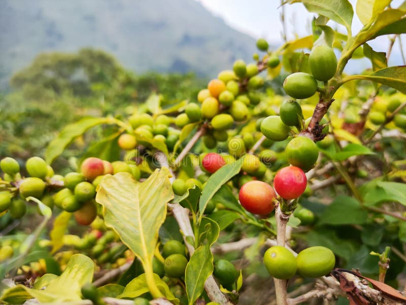 Dolok Sanggul - CoffeePlantation - Coffee Plant Stock Image - Image of ...