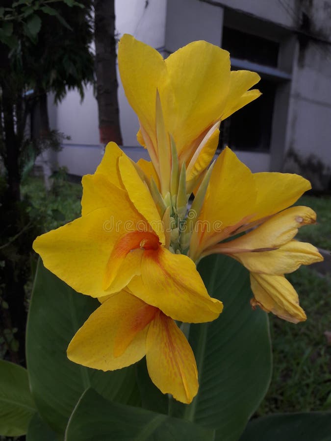 687 Chapa Stock Photos - Free & Royalty-Free Stock Photos from Dreamstime