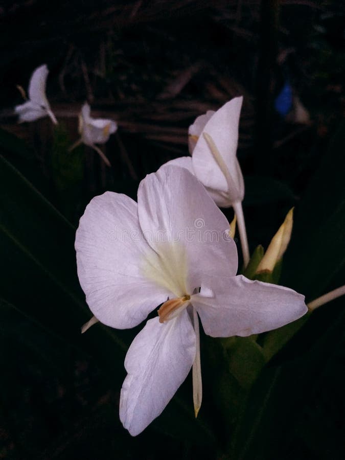 Dolon Chapa Stock Photos - Free & Royalty-Free Stock Photos from Dreamstime