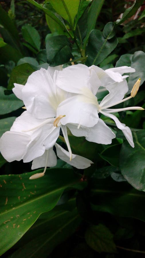 Chapa Stock Photos - Download 83 Royalty Free Photos